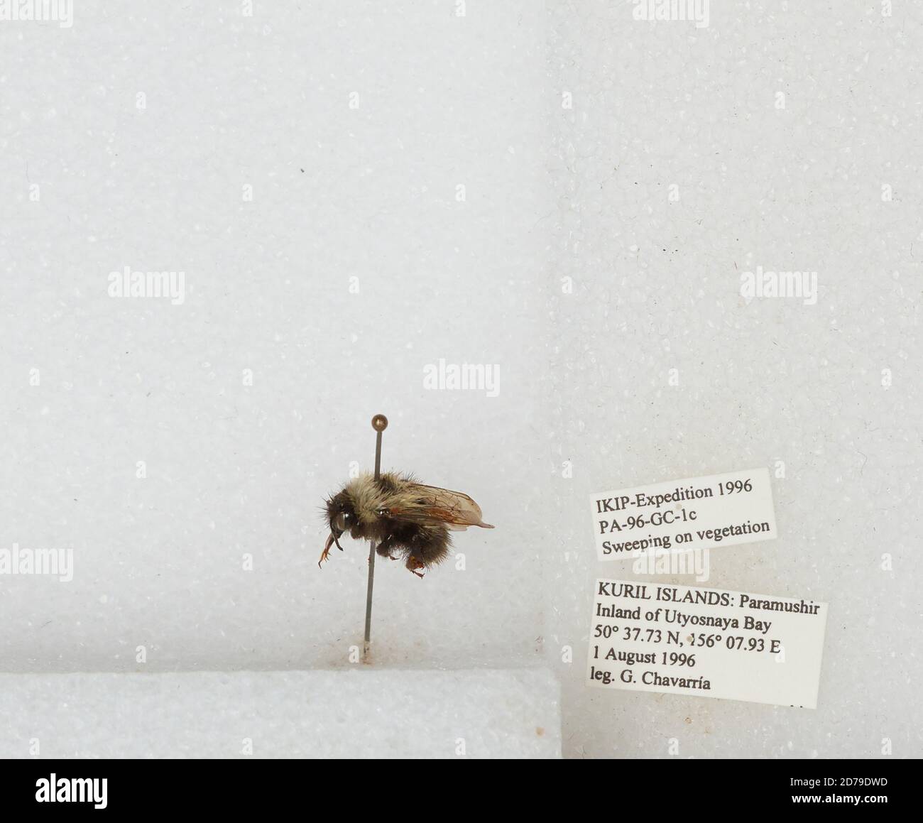 Paramushir Island, inland Of Utyosnaya Bay, Kuril Islands, Sakhalin ...