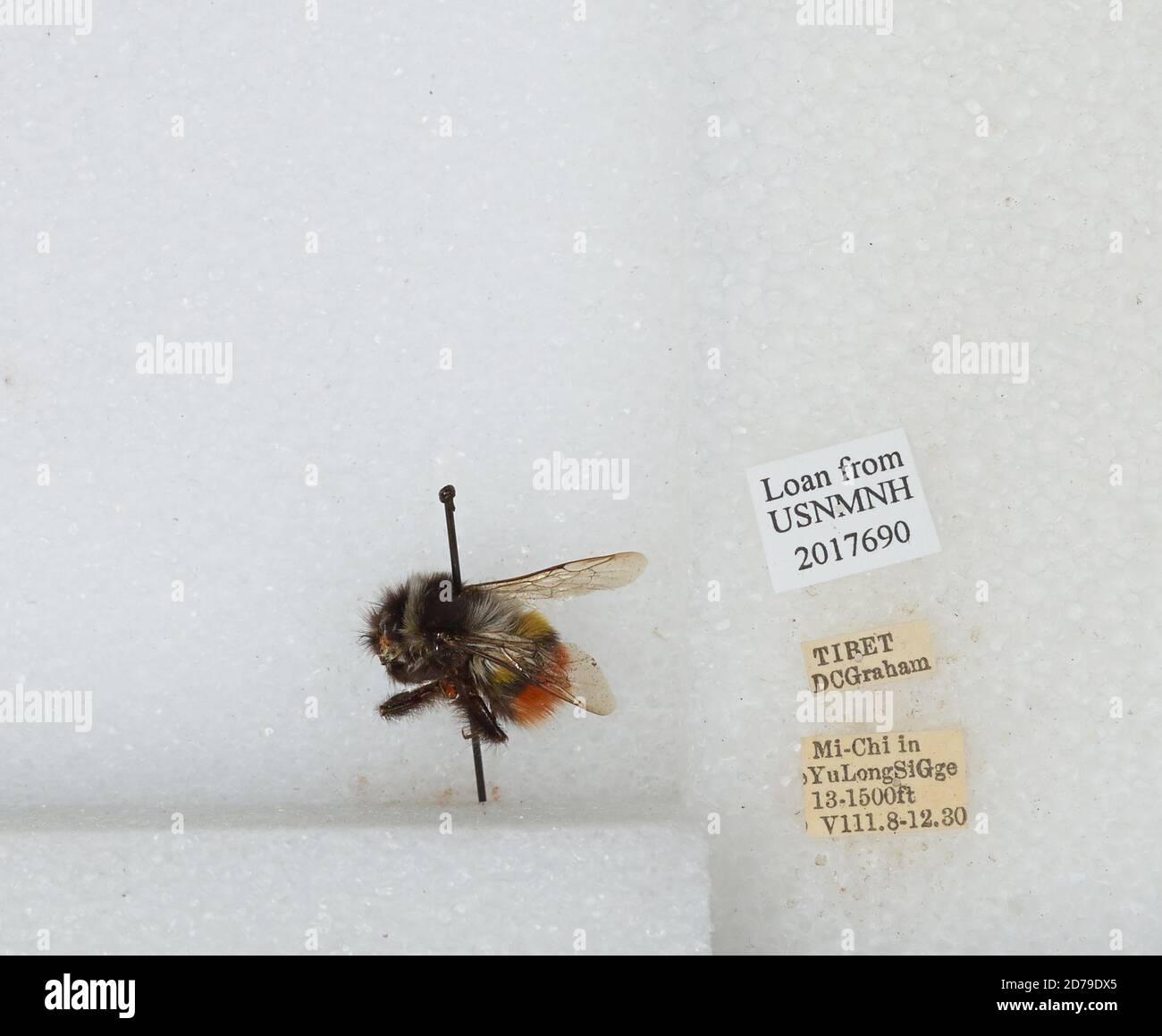 Mi-Chi in Yu Long Si Gorge, Tibet Autonomous Region, China, Bombus sp ...