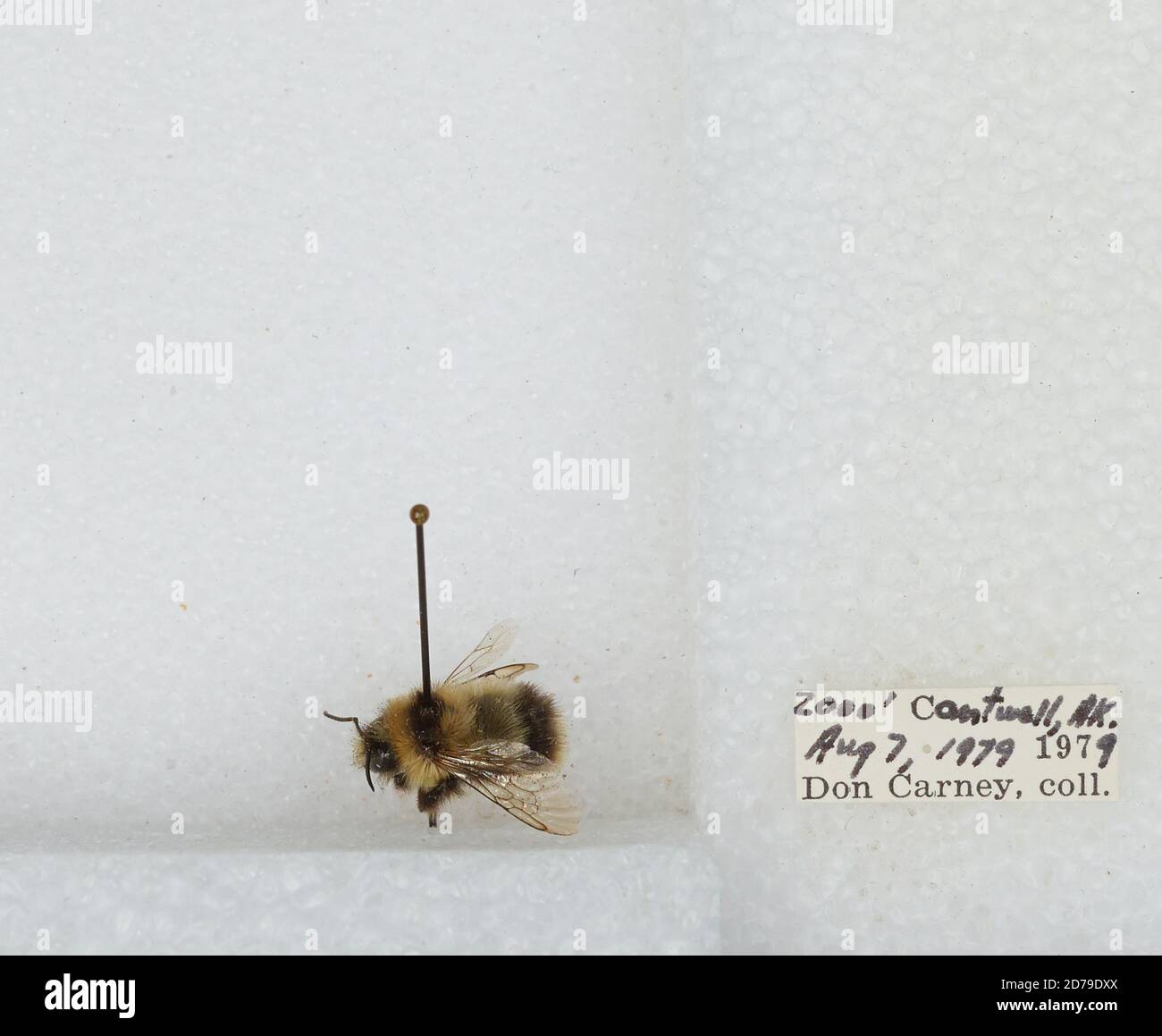 Cantwell, Denali, Alaska, United States, Bombus sp., Animalia ...