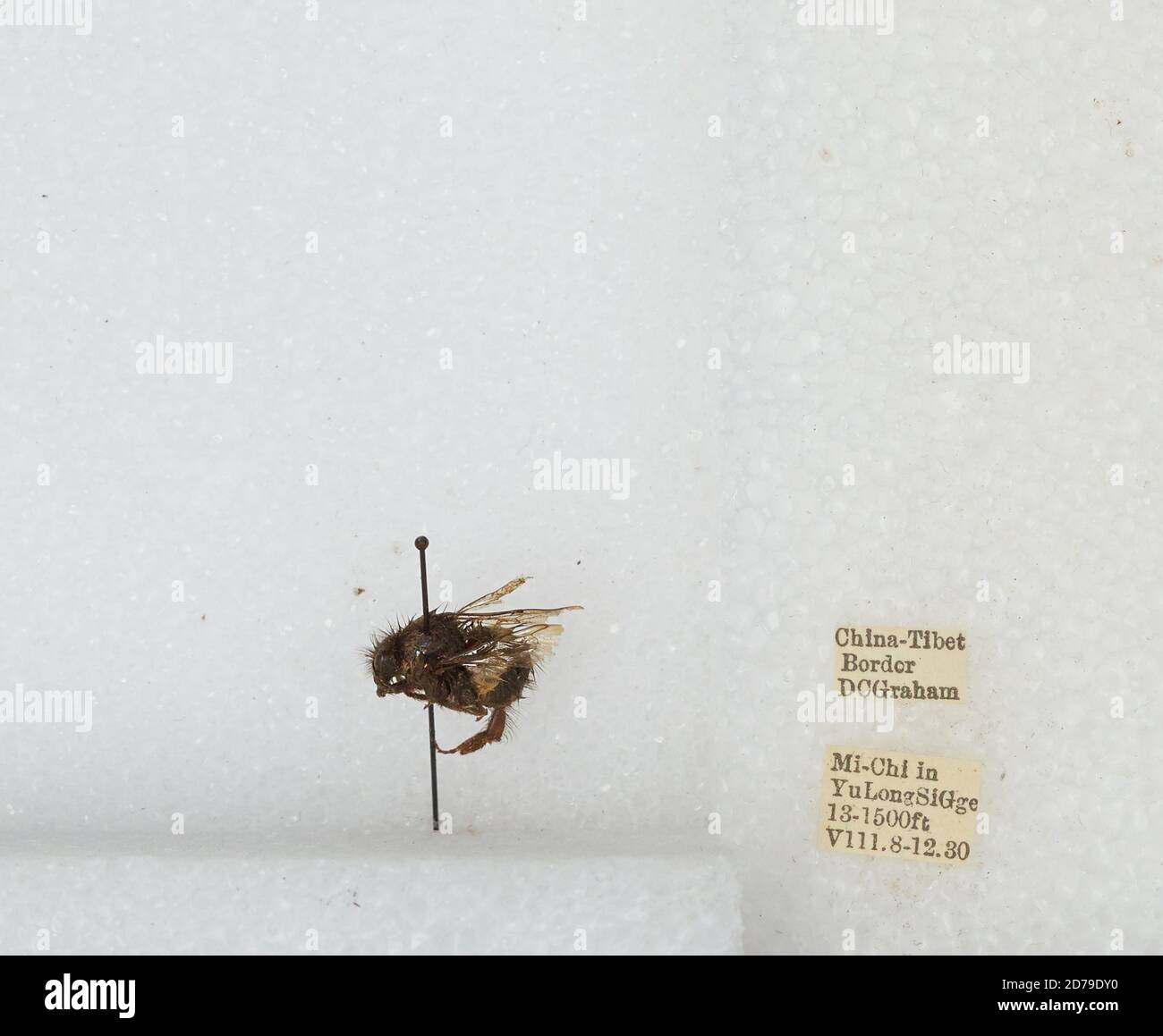 China-Tibet Border, Mi-Chi in Yu Long Si Gorge, China, Bombus sp ...