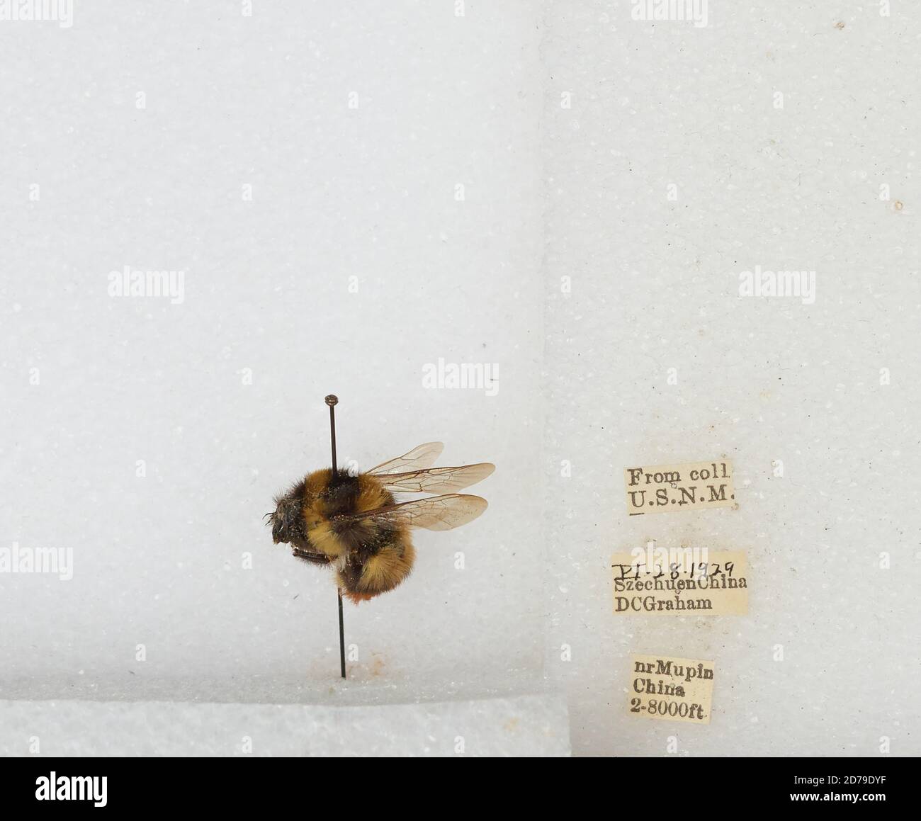 near Muping, Sichuan, China, Bombus sp., Animalia, Arthropoda, Insecta ...