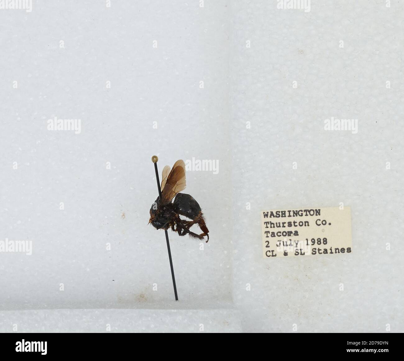Tacoma, Pierce, Washington, United States, Bombus sp., Animalia ...