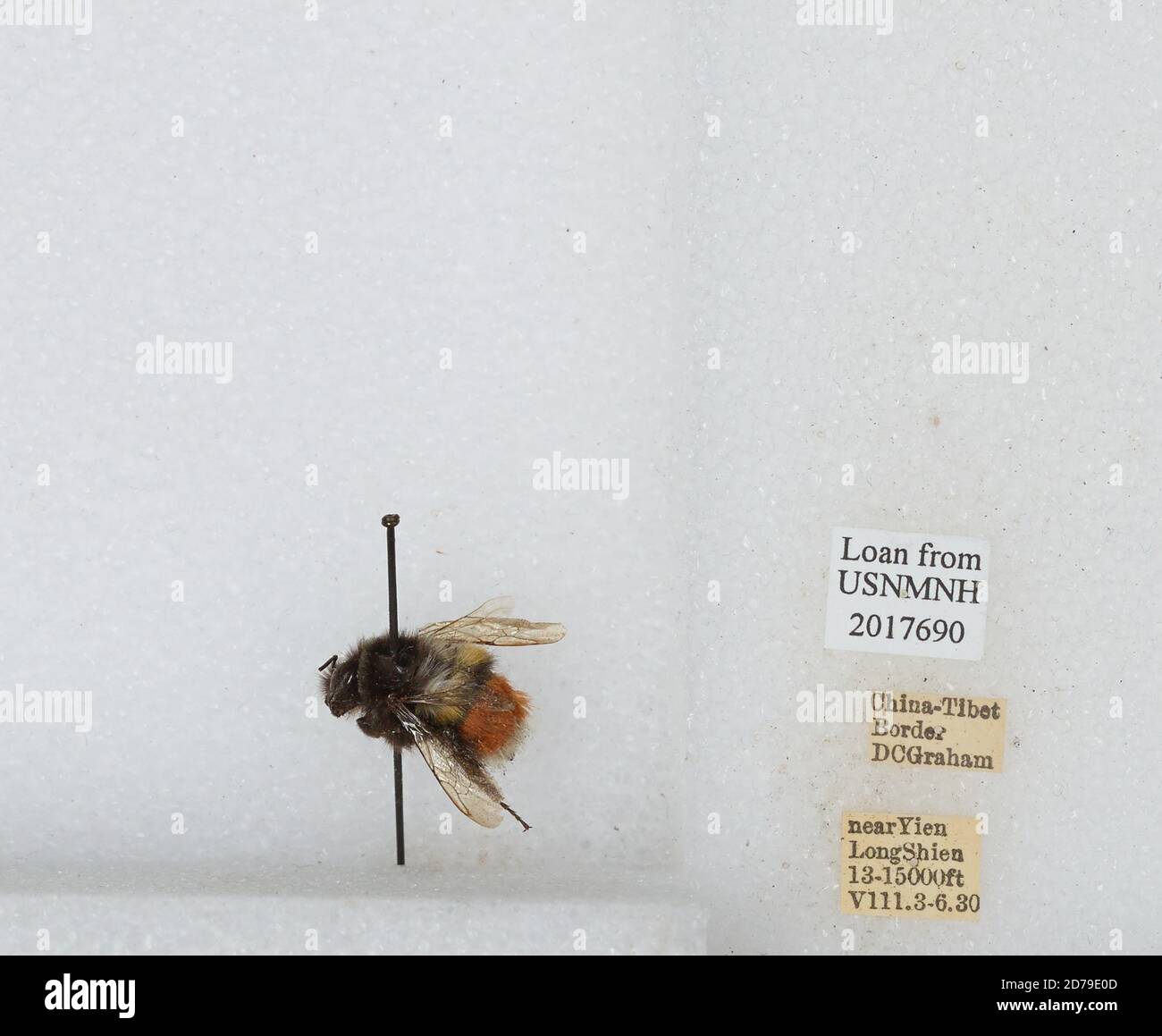 near Yien Long Shien, China-Tibet border, China, Bombus sp., Animalia ...