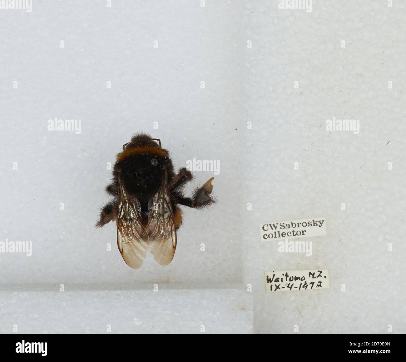 Waitomo, Waikato, New Zealand, Bombus sp., Animalia, Arthropoda ...