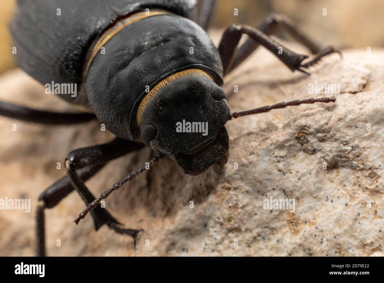 Middle east insects hi-res stock photography and images - Alamy