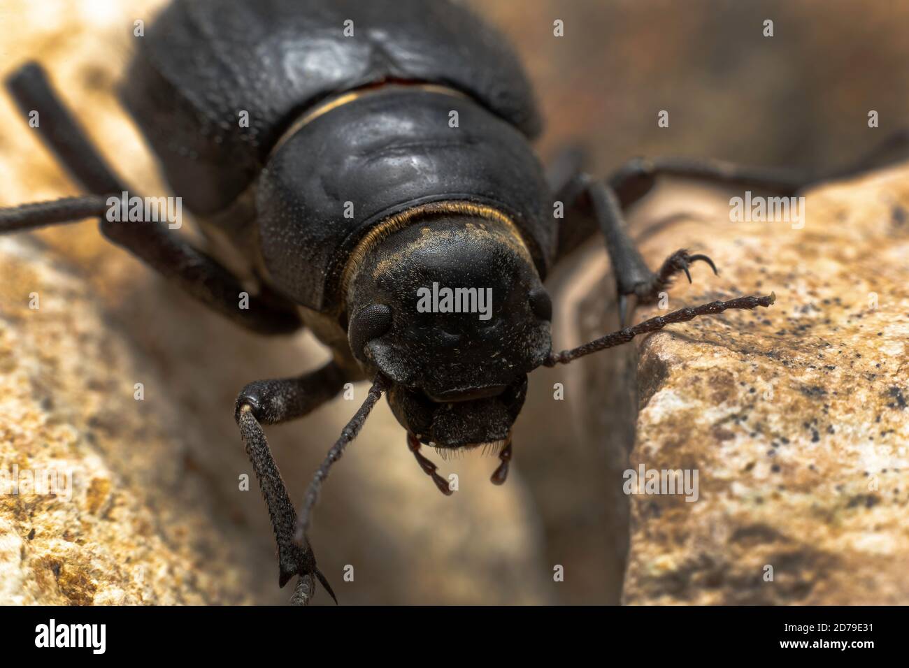 Middle east insects hi-res stock photography and images - Alamy