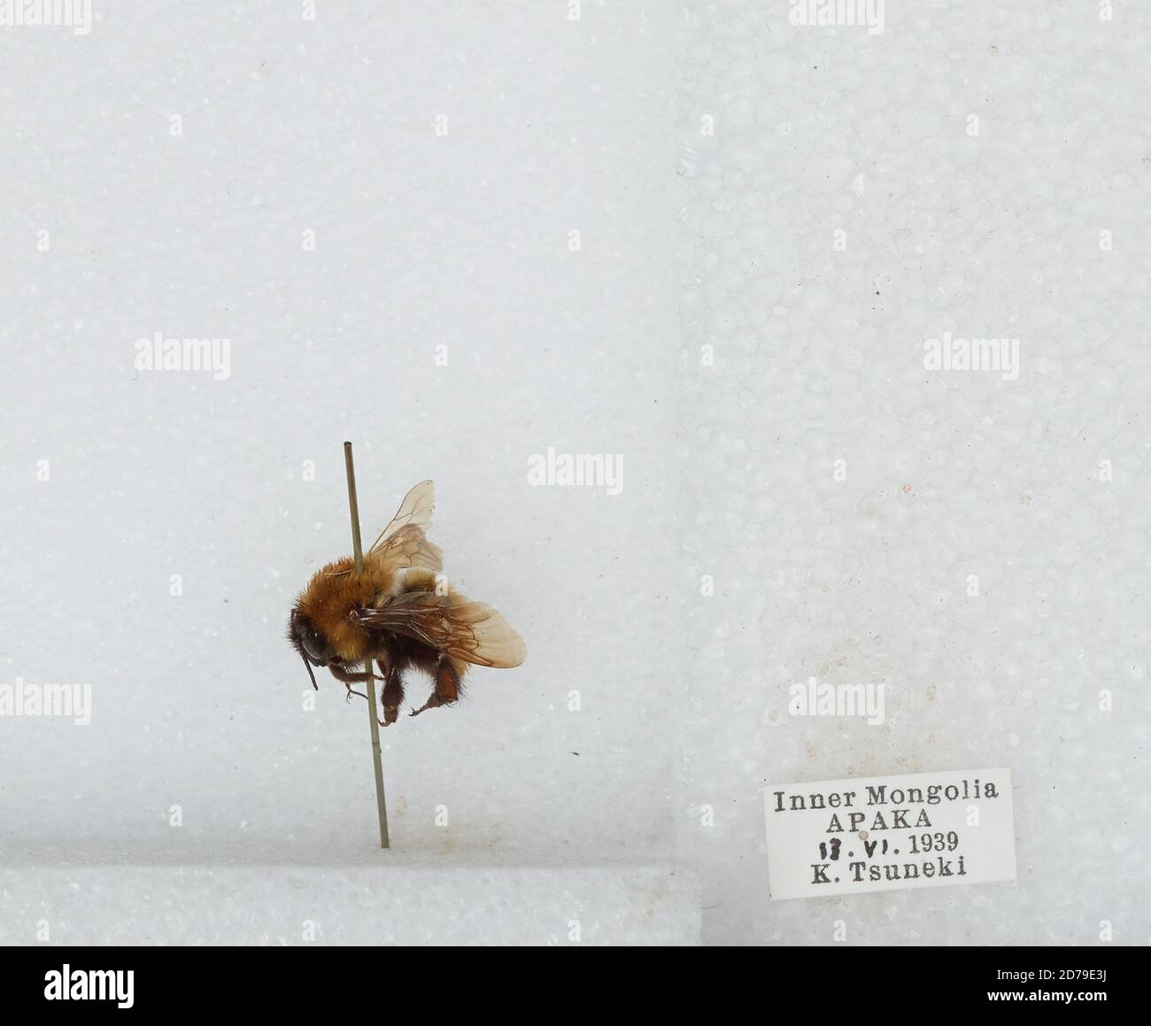 Abag Qi, Inner Mongolia, China, Bombus sp., Animalia, Arthropoda ...