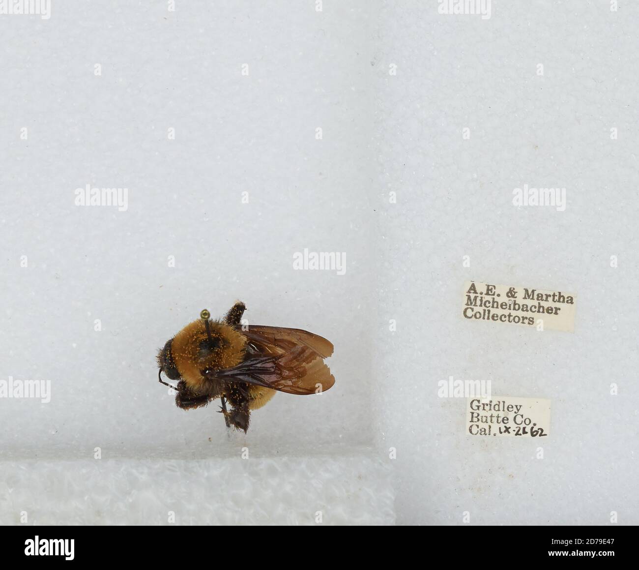 Gridley, Butte, California, United States, Bombus sp., Animalia ...