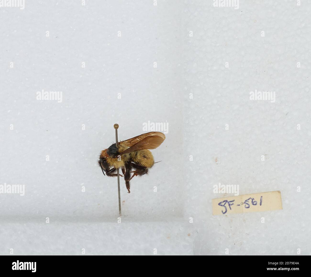 Bombus sp., Animalia, Arthropoda, Insecta, Hymenoptera, Apidae, Apinae ...