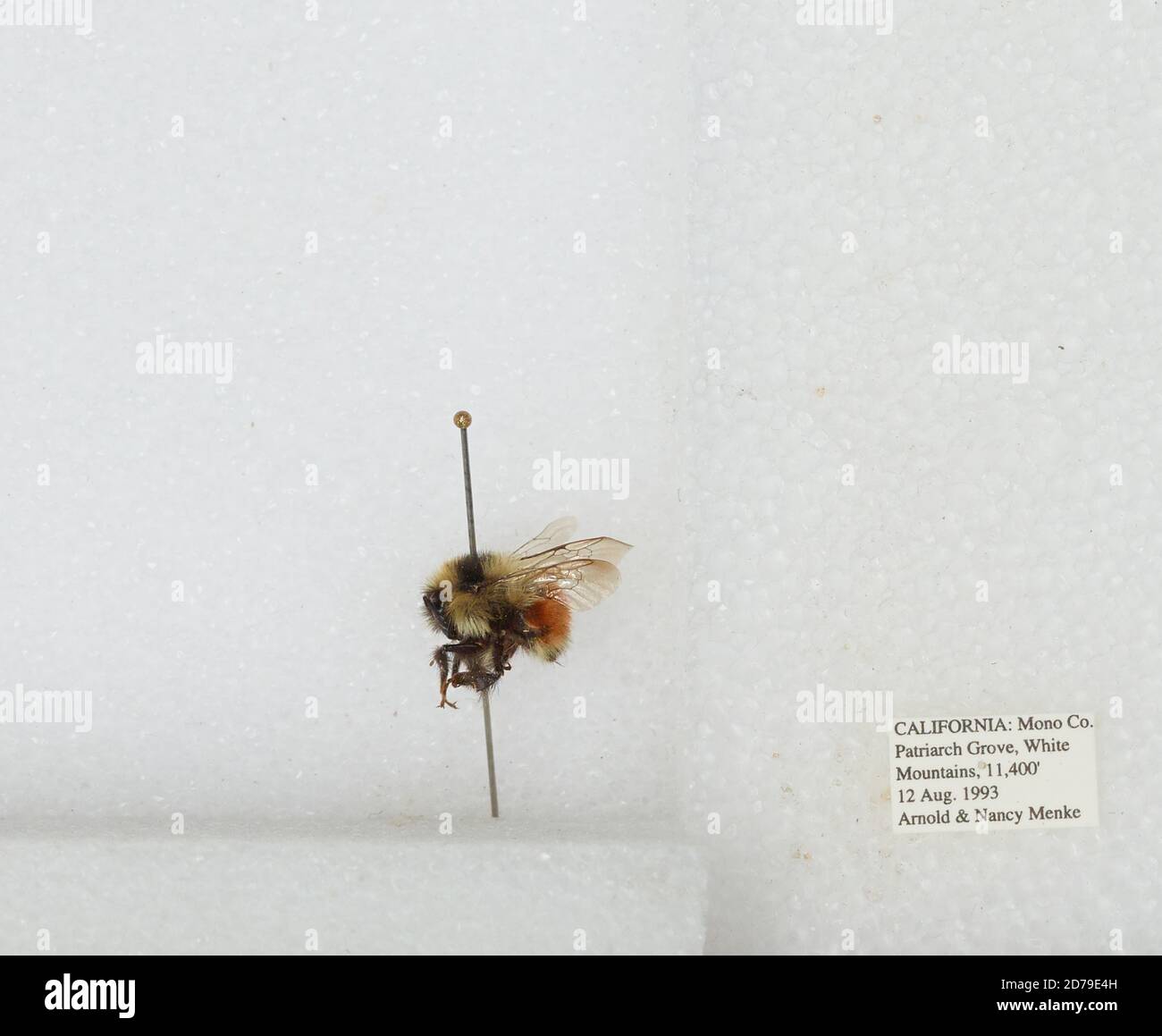 Patriarch Grove, White Mountains, Mono, California, United States ...