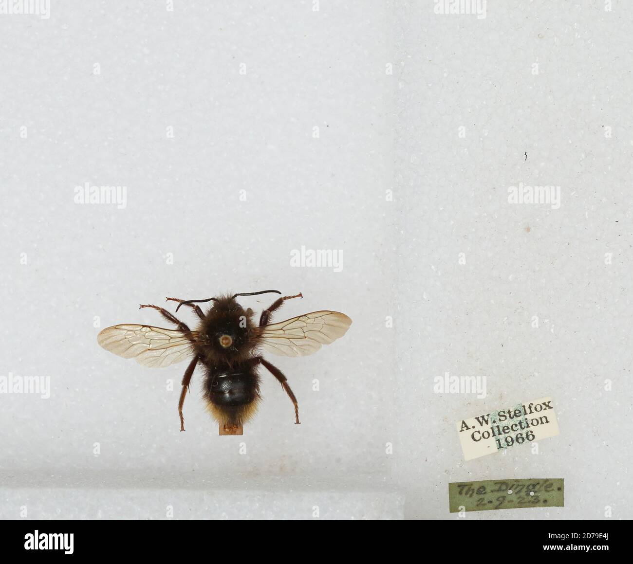 The Dingle, Kerry, Munster, Ireland, Bombus sp., Animalia, Arthropoda ...