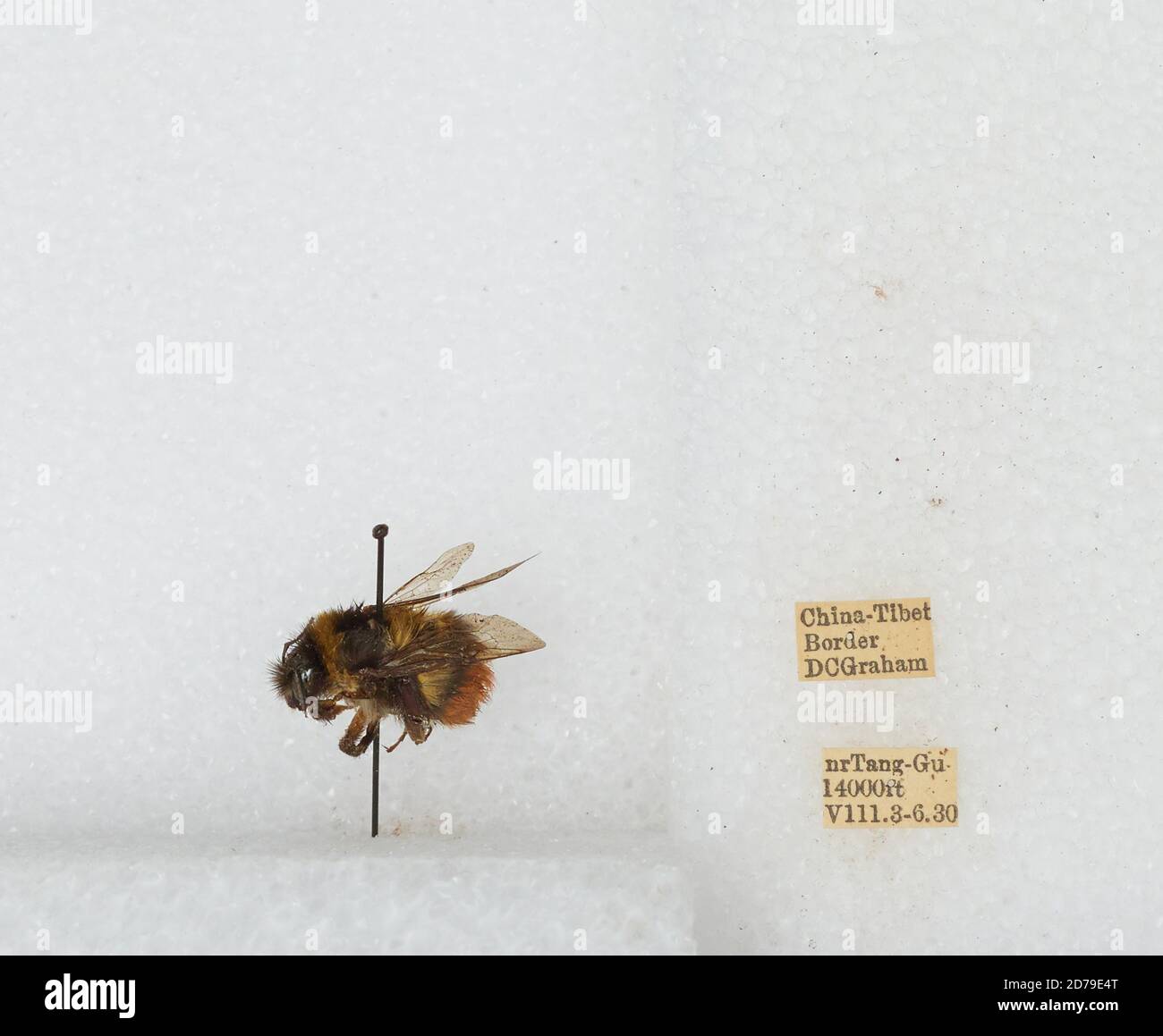 near Tang-gu, Sichuan, China, Bombus sp., Animalia, Arthropoda, Insecta ...