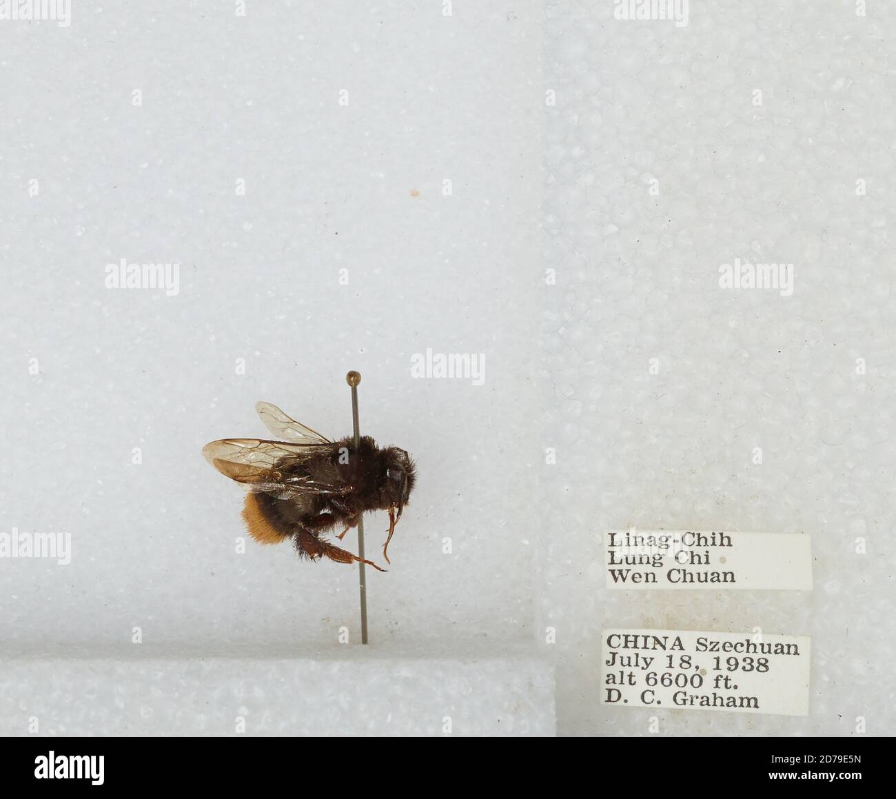 Linag chih lung chi hi-res stock photography and images - Alamy