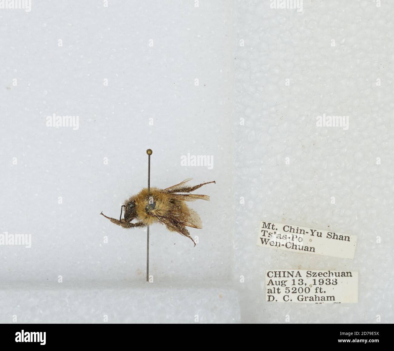 Mt. Chin-Yu Shan Ts'as-Po, Wenchuan Xian, Sichuan, China, Bombus sp ...