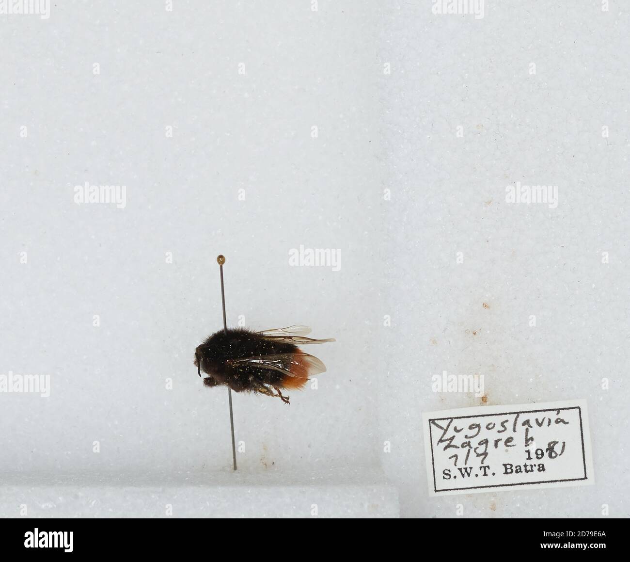 Zagreb, Grad Zagreb, Croatia, Bombus sp., Animalia, Arthropoda, Insecta ...