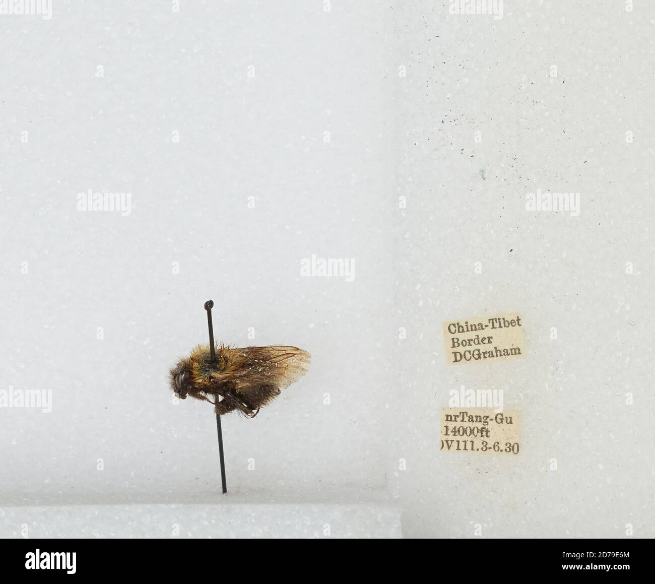 China-Tibet border near Tang-Gu, China, Bombus sp., Animalia ...