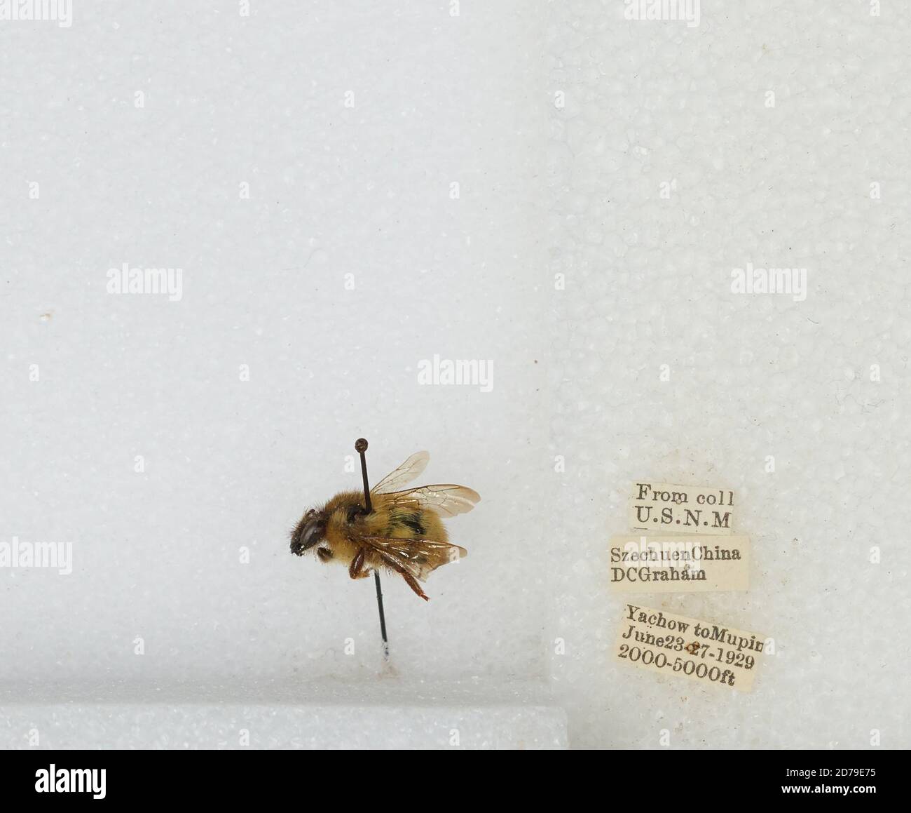 Yucheng to Muping, Sichuan, China, Bombus sp., Animalia, Arthropoda ...