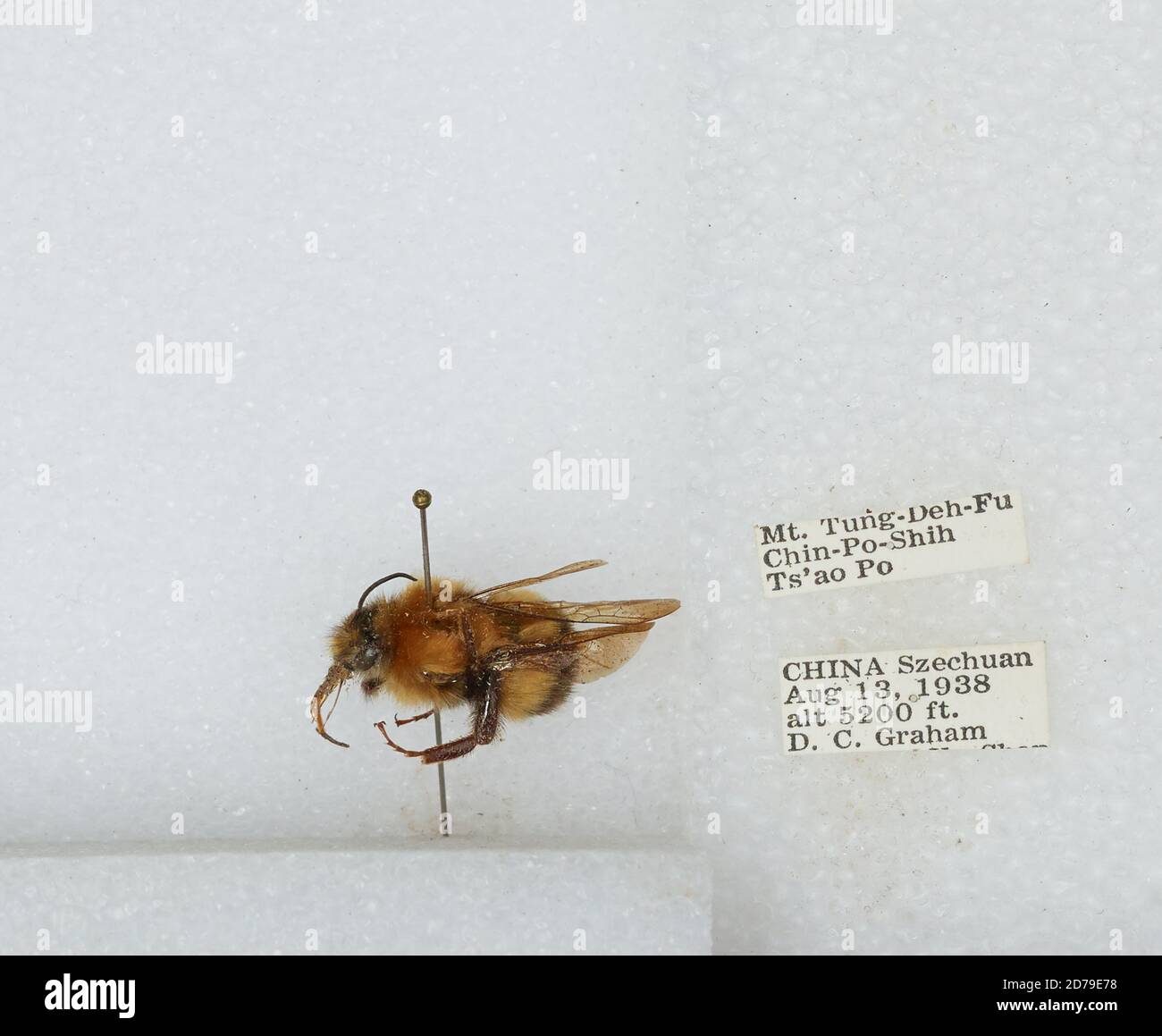 Mt. Chin-Yu Shan Ts'as-Po, Wenchuan Xian, Sichuan, China, Bombus sp ...