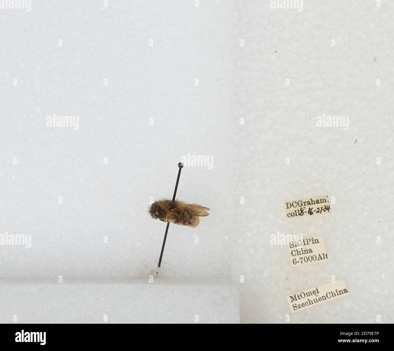 Si Gi Pin Mt Emei, Sichuan, China, Bombus sp., Animalia, Arthropoda ...