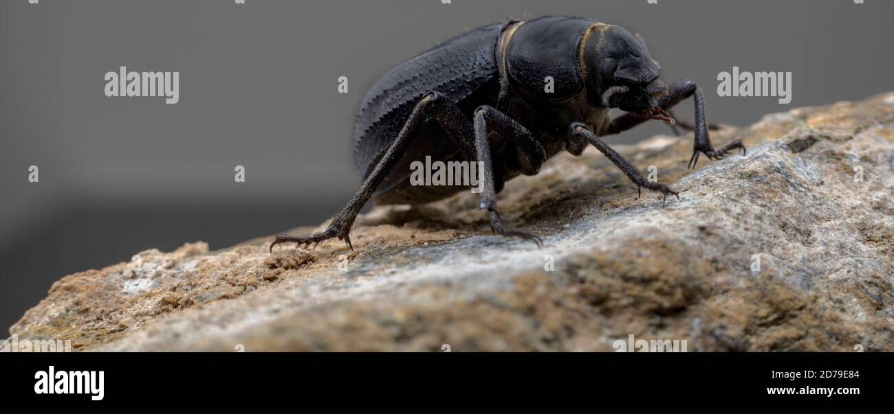 Middle east insects hi-res stock photography and images - Alamy