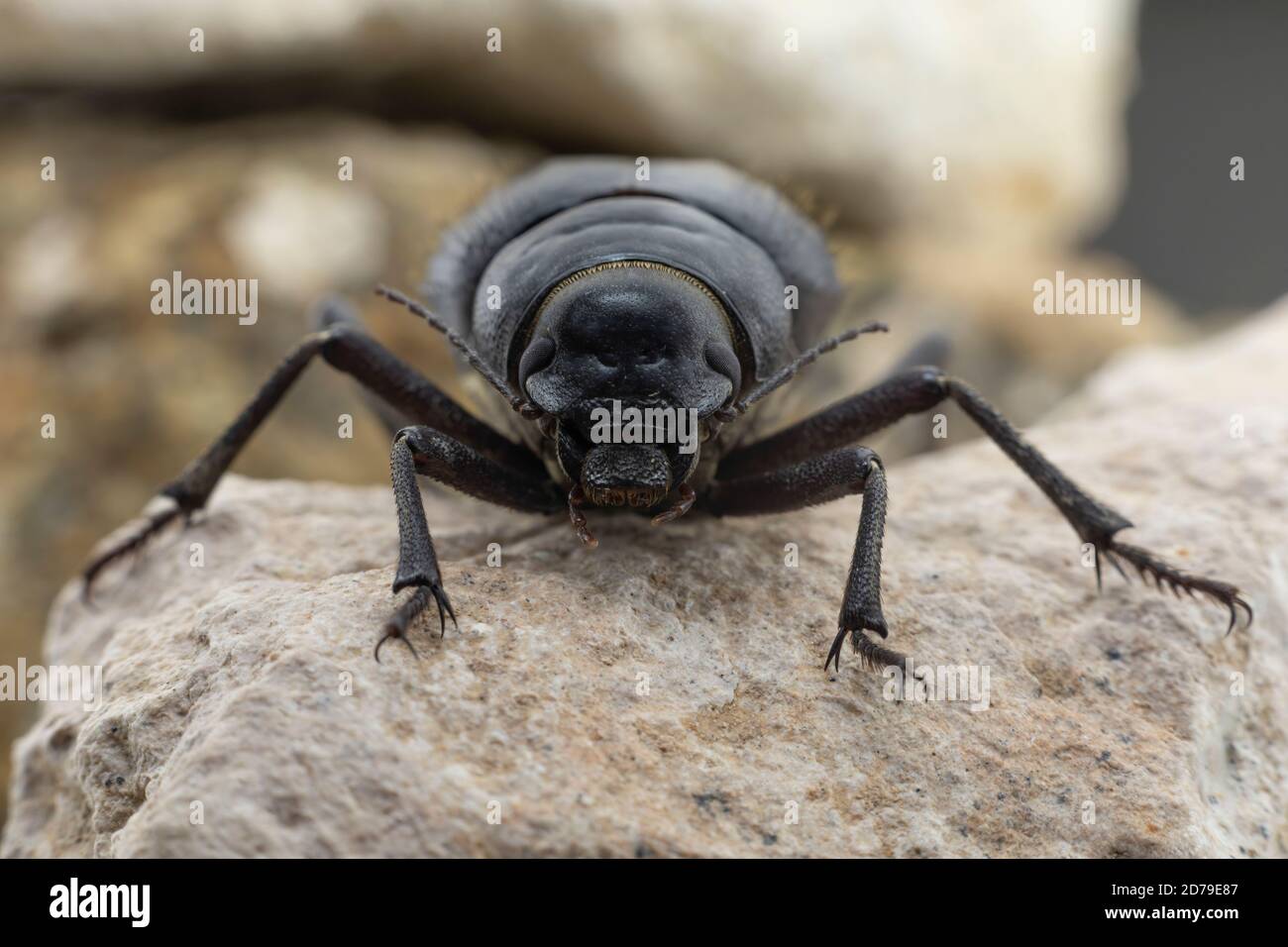Middle east insects hi-res stock photography and images - Alamy