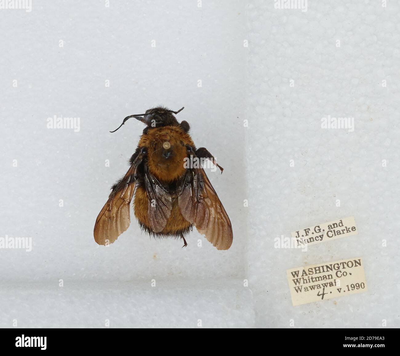 Wawawai, Whitman, Washington, United States, Bombus sp., Animalia ...