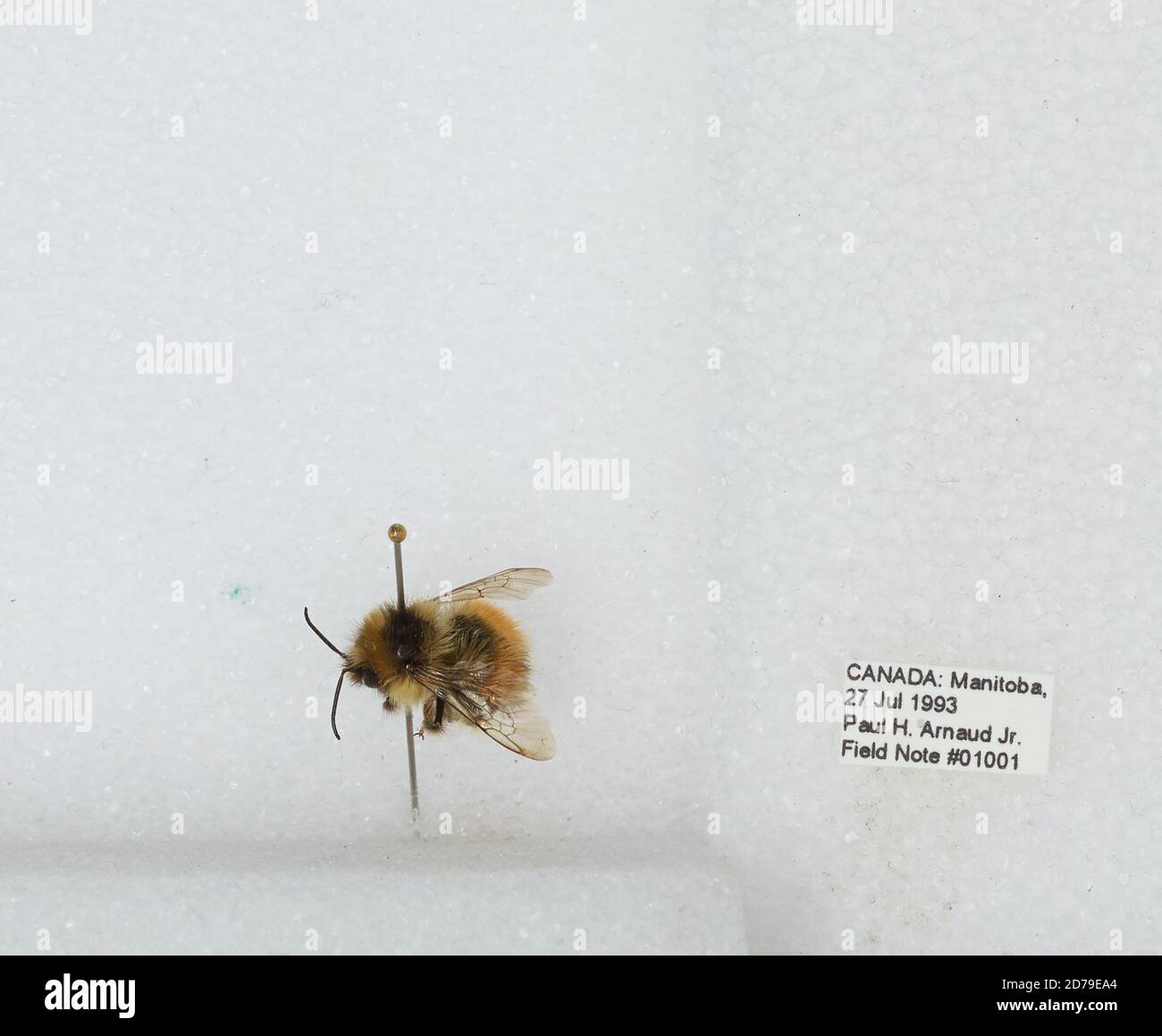 Manitoba, Canada, Bombus sp., Animalia, Arthropoda, Insecta ...
