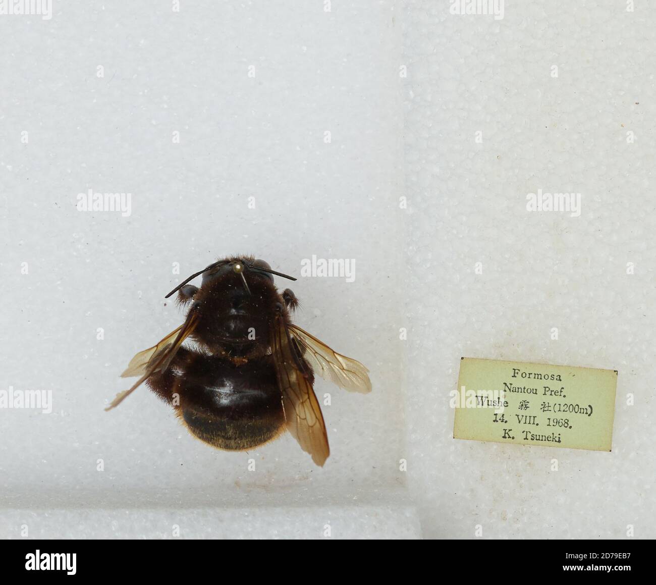 Wushe, Nantou, Taiwan, Bombus sp., Animalia, Arthropoda, Insecta ...