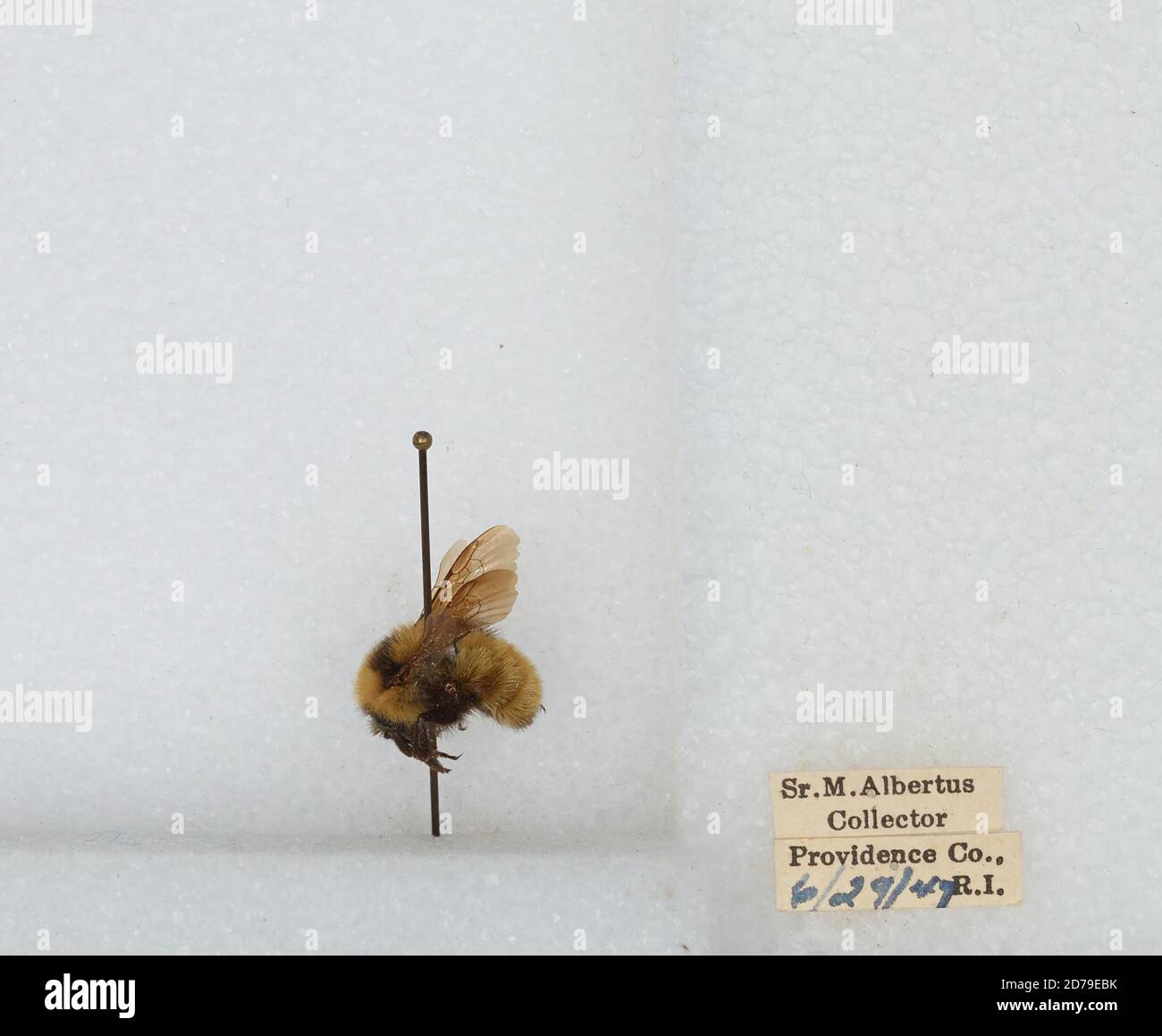 Providence, Rhode Island, United States, Bombus sp., Animalia ...