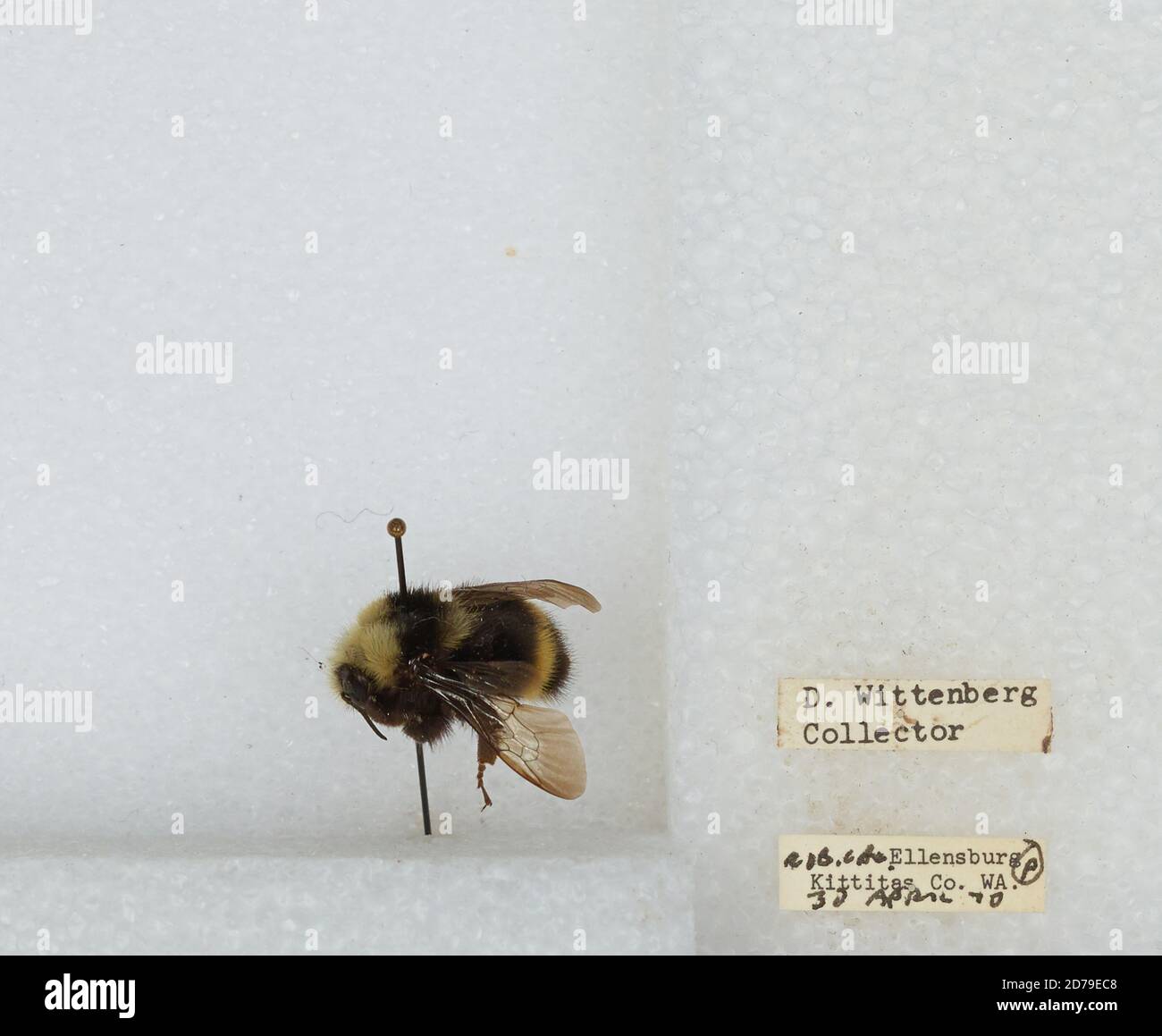 Ellensburg, Kittitas, Washington, United States, Bombus sp., Animalia ...