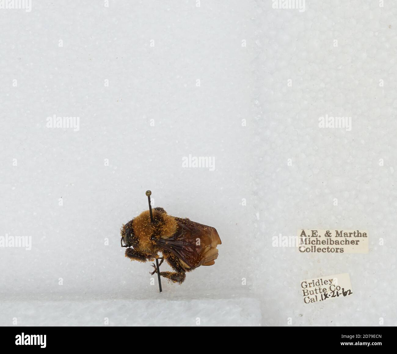 Gridley, Butte, California, United States, Bombus sp., Animalia ...