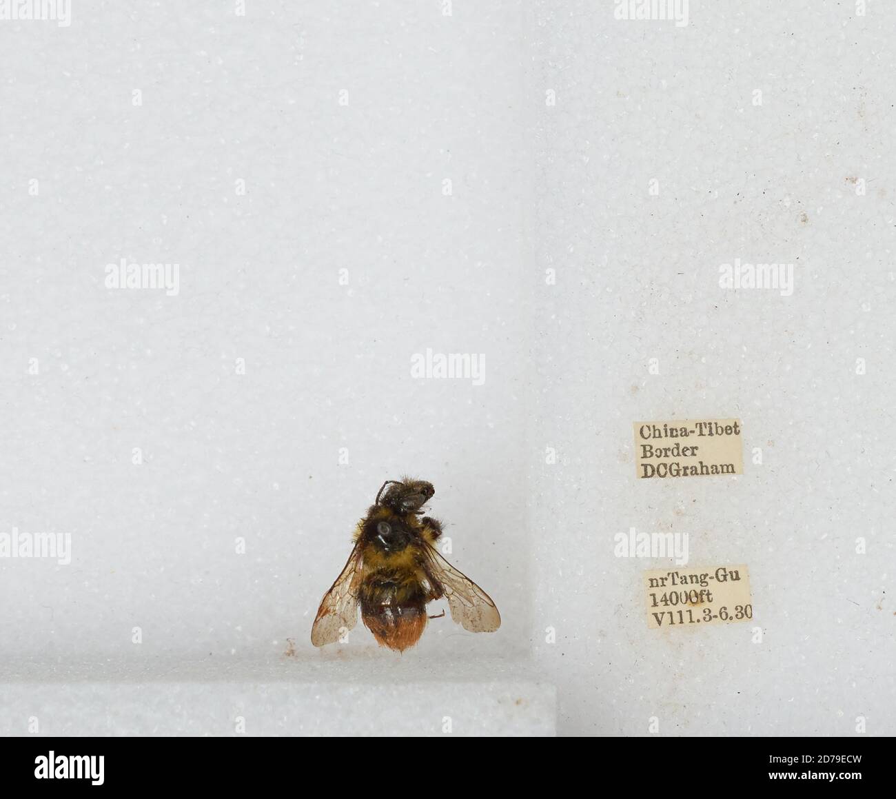 China - Tibet Border near Tang-Gu, China, Bombus sp., Animalia ...