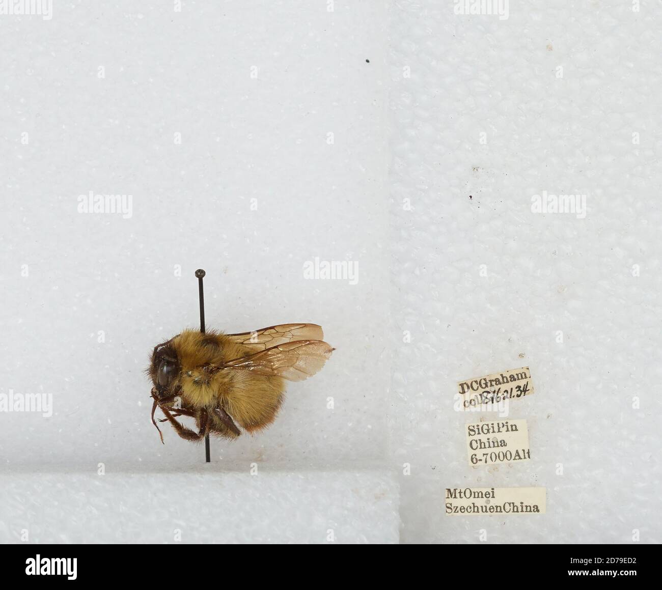 Si Gi Pin Mt Emei, Sichuan, China, Bombus sp., Animalia, Arthropoda ...
