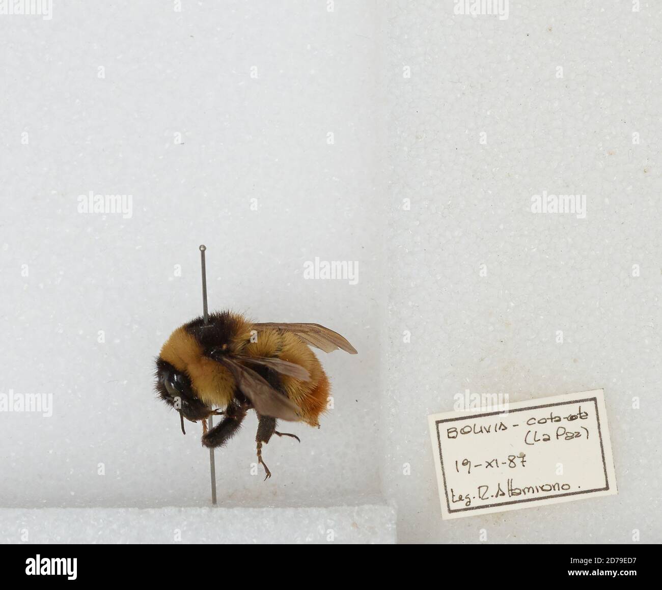 Cota Cota, La Paz, Bolivia, Bombus sp., Animalia, Arthropoda, Insecta ...