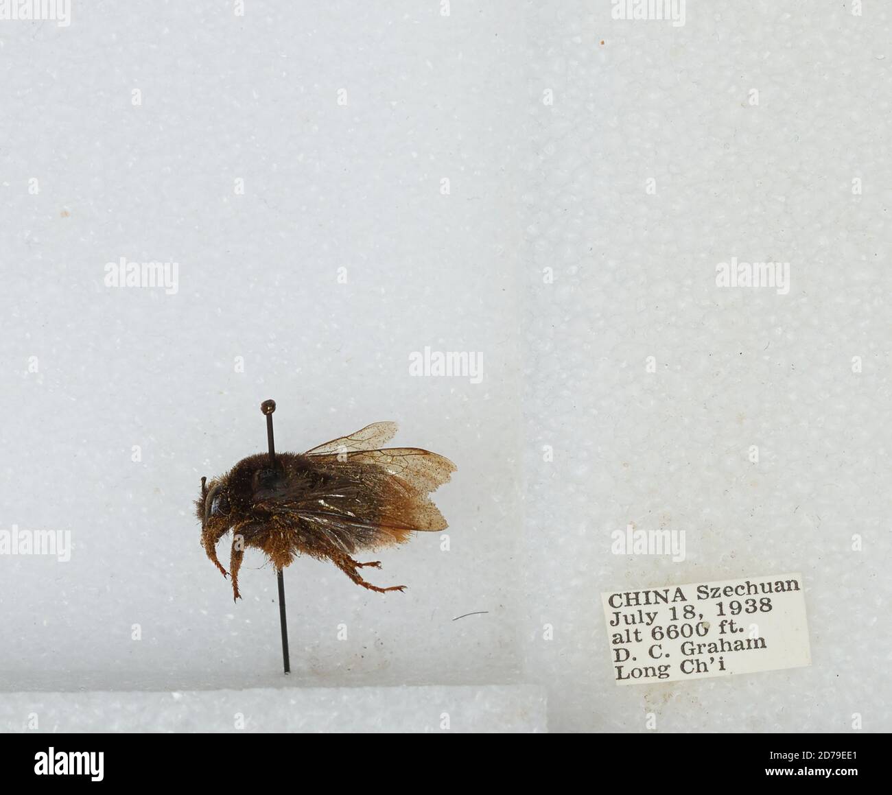 Long Ch'i, Sichuan, China, Bombus sp., Animalia, Arthropoda, Insecta ...