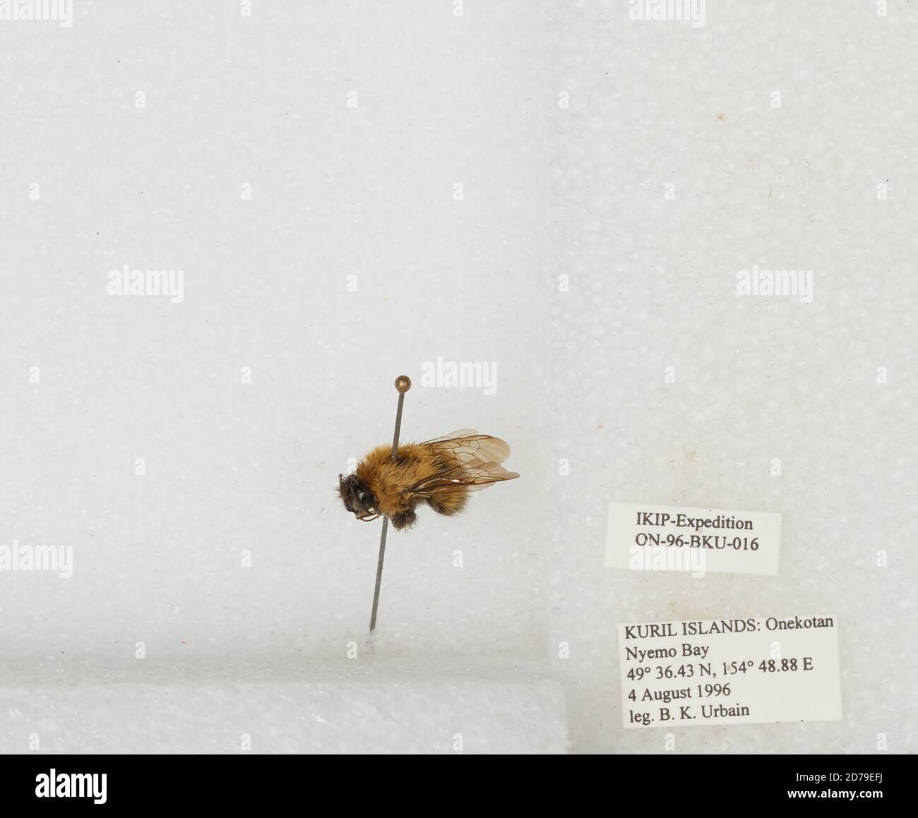 Kuril Islands, Onekotan Island, Nyemo Bay, Sakhalin, Russia, Bombus sp ...