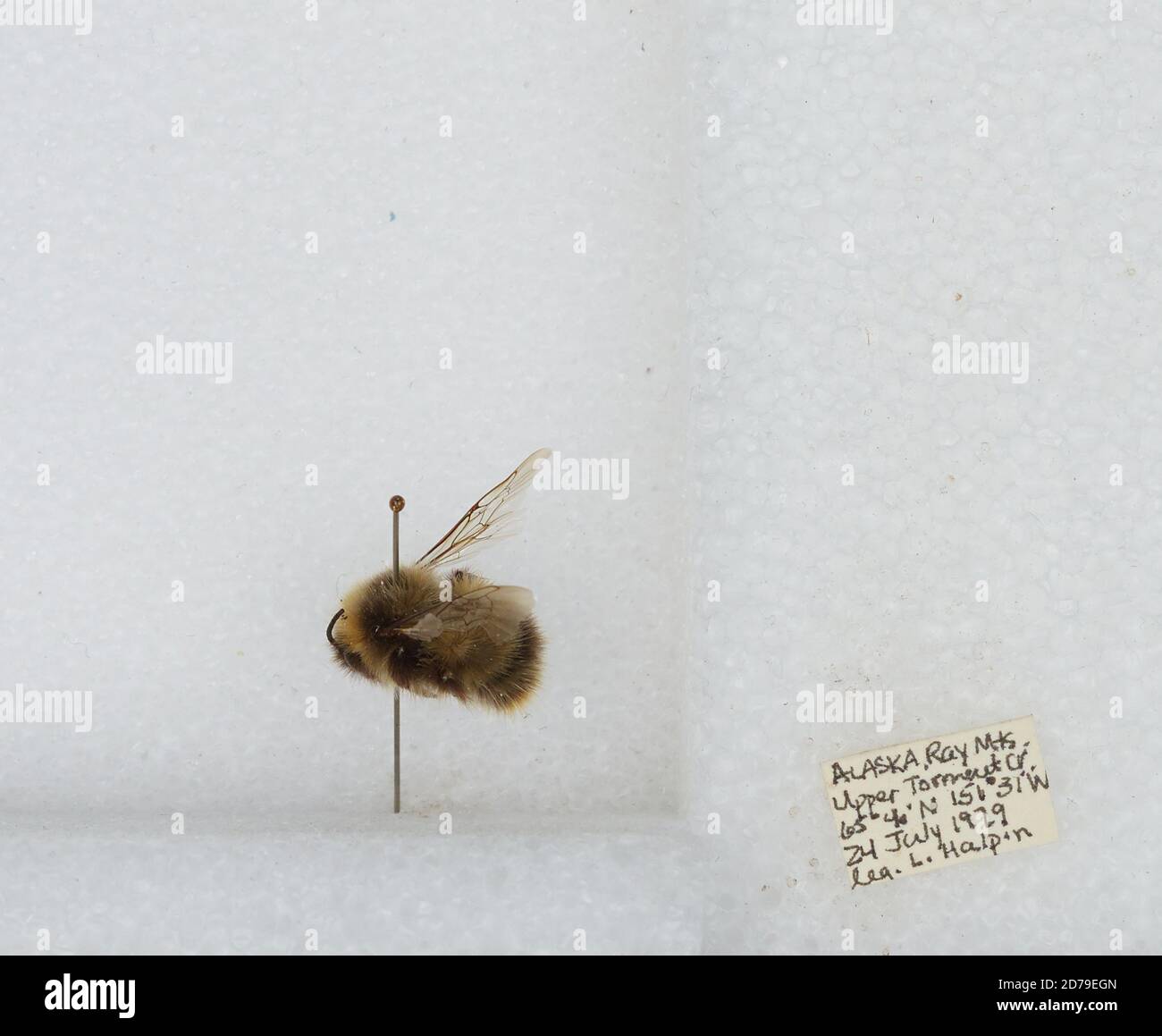 Ray Mountains Upper Torment Creek, Yukon-Koyukuk, Alaska, United States ...