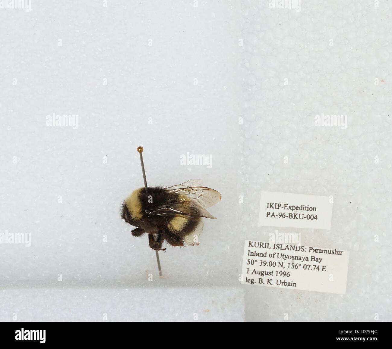 Kuril Islands, Paramushir Island, inland of Utyosnaya Bay, Sakhalin ...