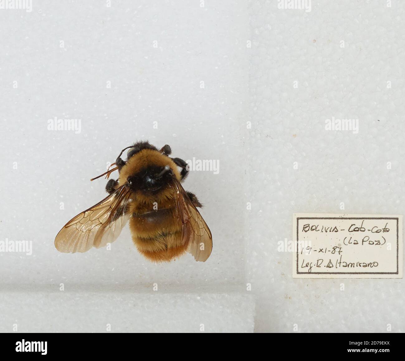 Cota Cota, La Paz, Bolivia, Bombus sp., Animalia, Arthropoda, Insecta ...