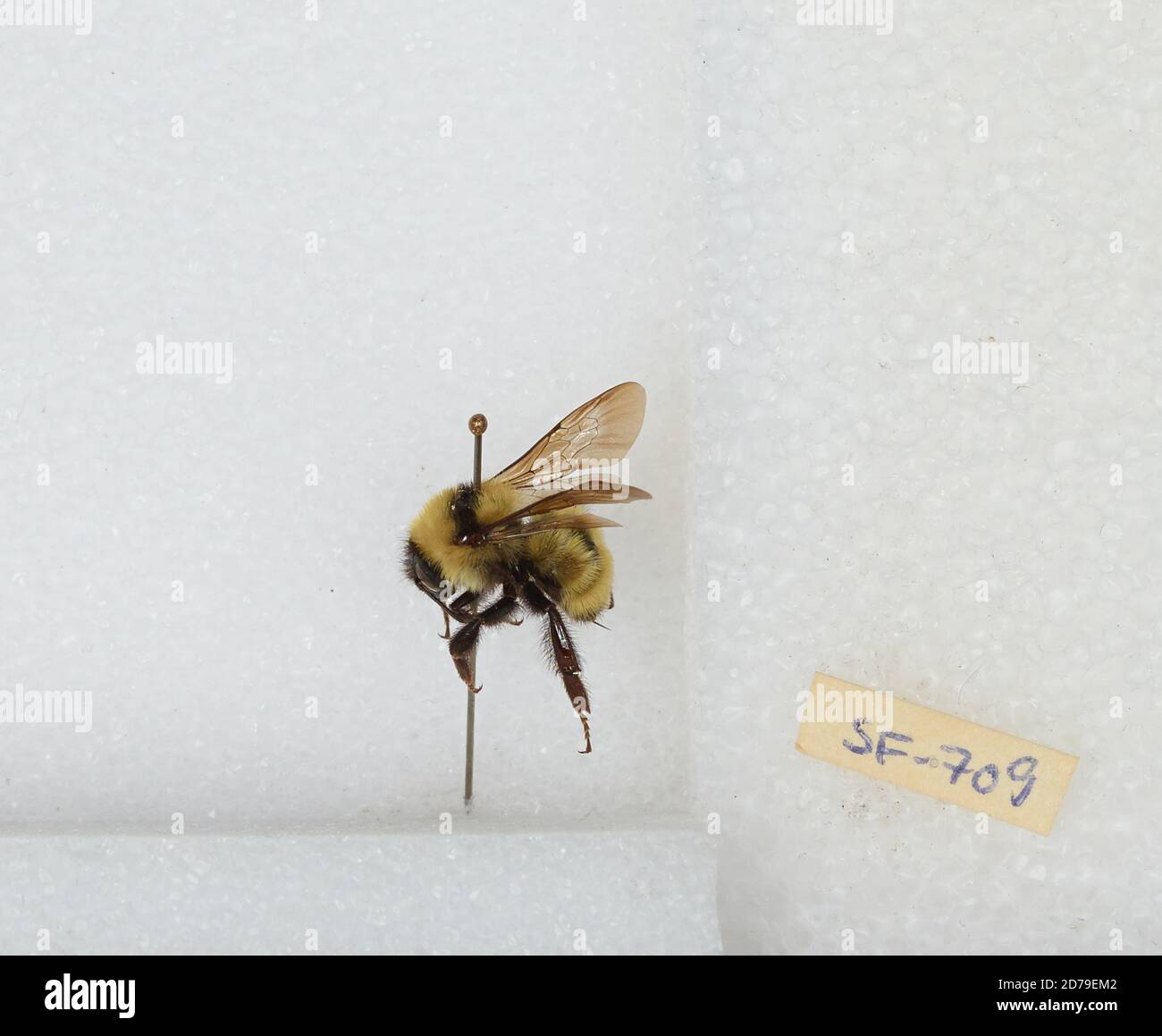 Bombus sp., Animalia, Arthropoda, Insecta, Hymenoptera, Apidae, Apinae ...