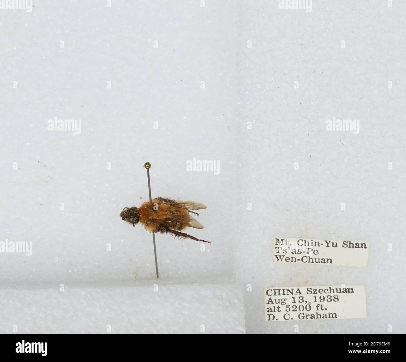 Mt. Chin-Yu Shan Ts'as-Po, Wenchuan Xian, Sichuan, China, Bombus sp ...