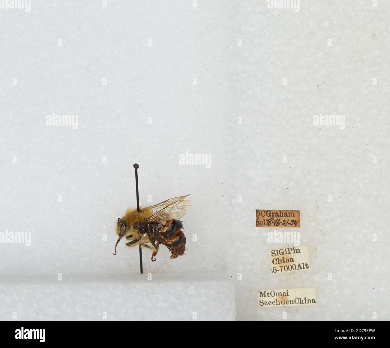 Si Gi Pin, Mount Emei, Sichuan, China, Bombus sp., Animalia, Arthropoda ...