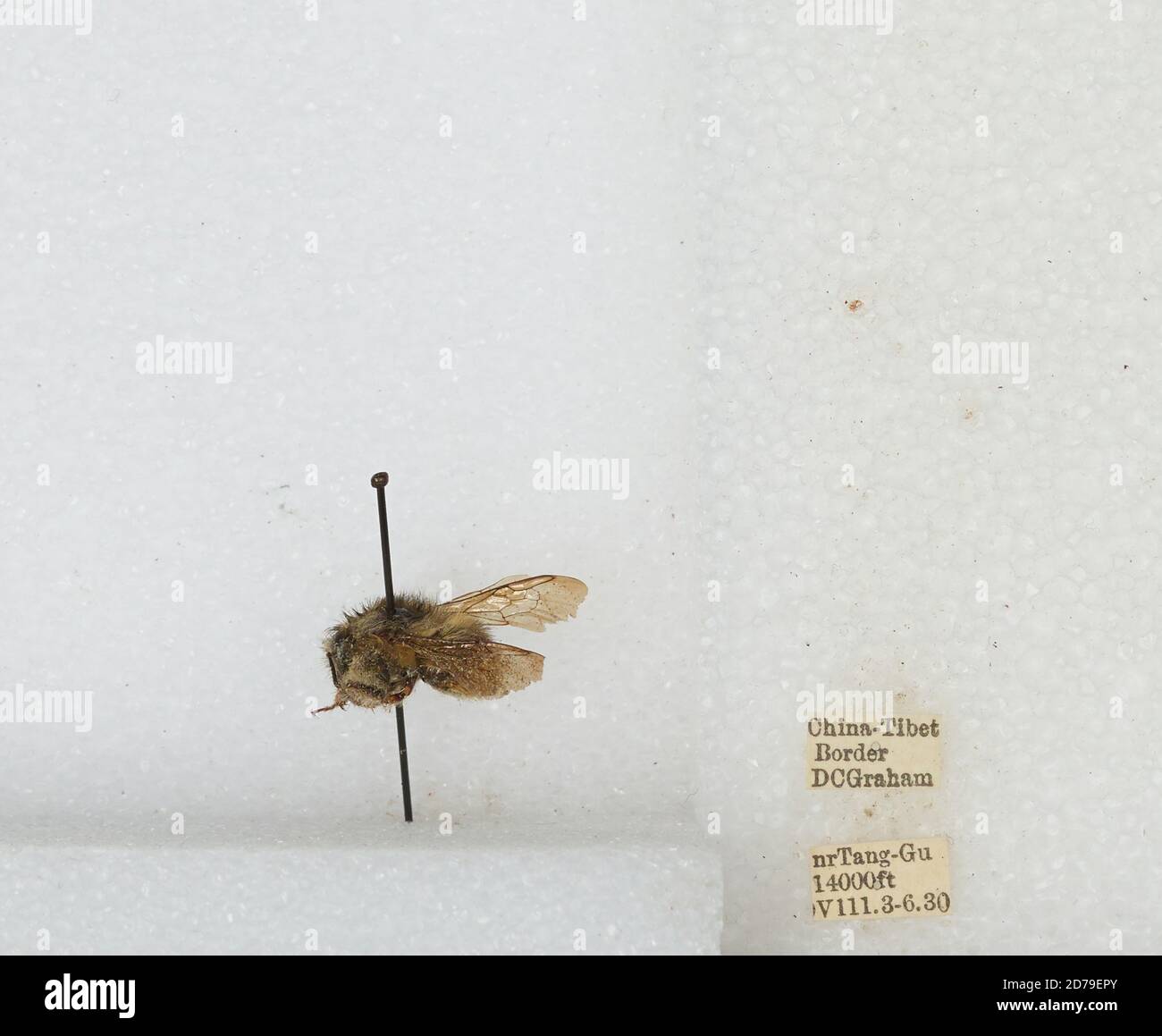 China-Tibet Border near Tang-Gu, Sichuan, China, Bombus sp., Animalia ...