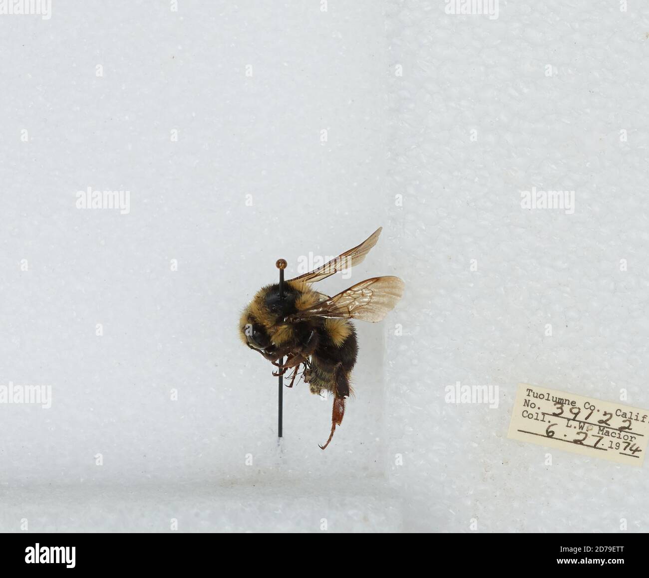 Tuolumne, California, United States, Bombus bifarius nearcticus ...