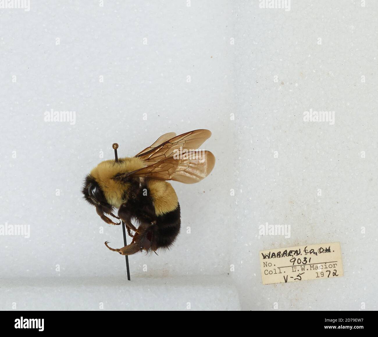 Warren, Ohio, United States, Bombus (Bombus) affinis Cresson, Animalia ...