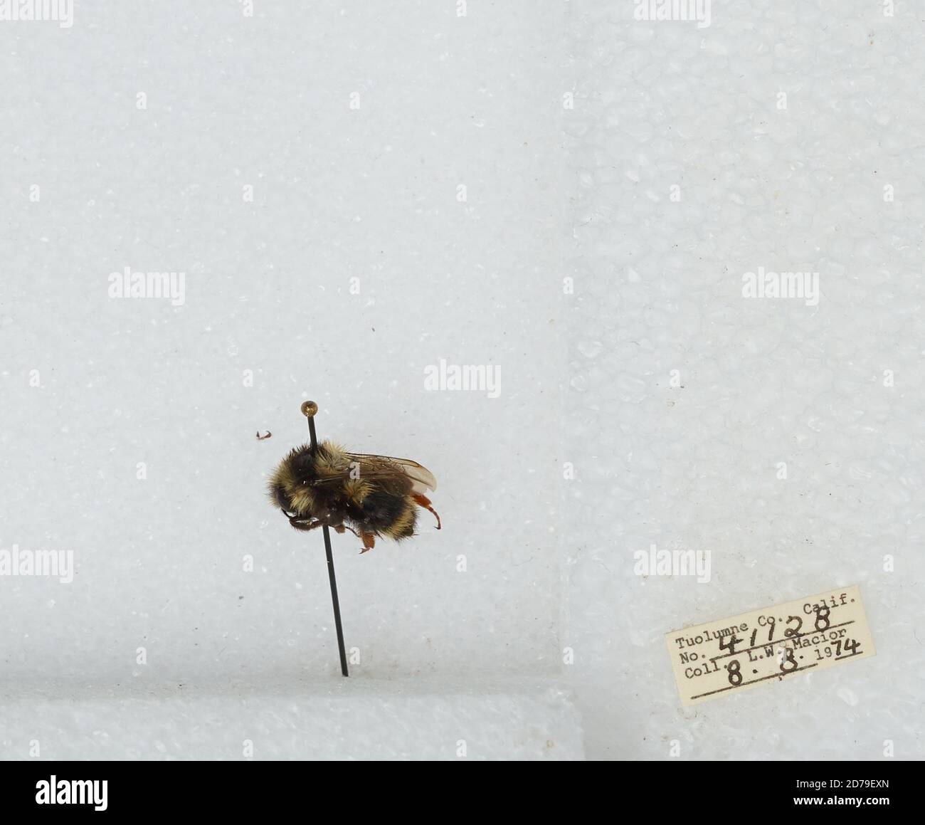 Tuolumne, California, United States, Bombus bifarius nearcticus ...