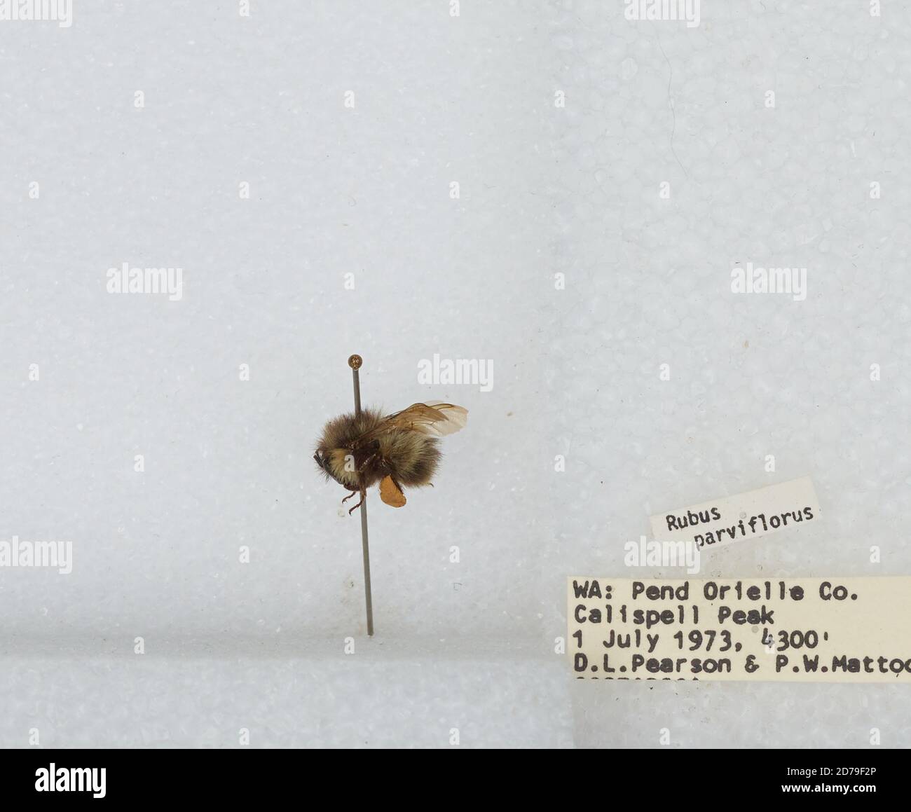 Calispell Peak, Pend Oreille, Washington, United States, Bombus sp ...