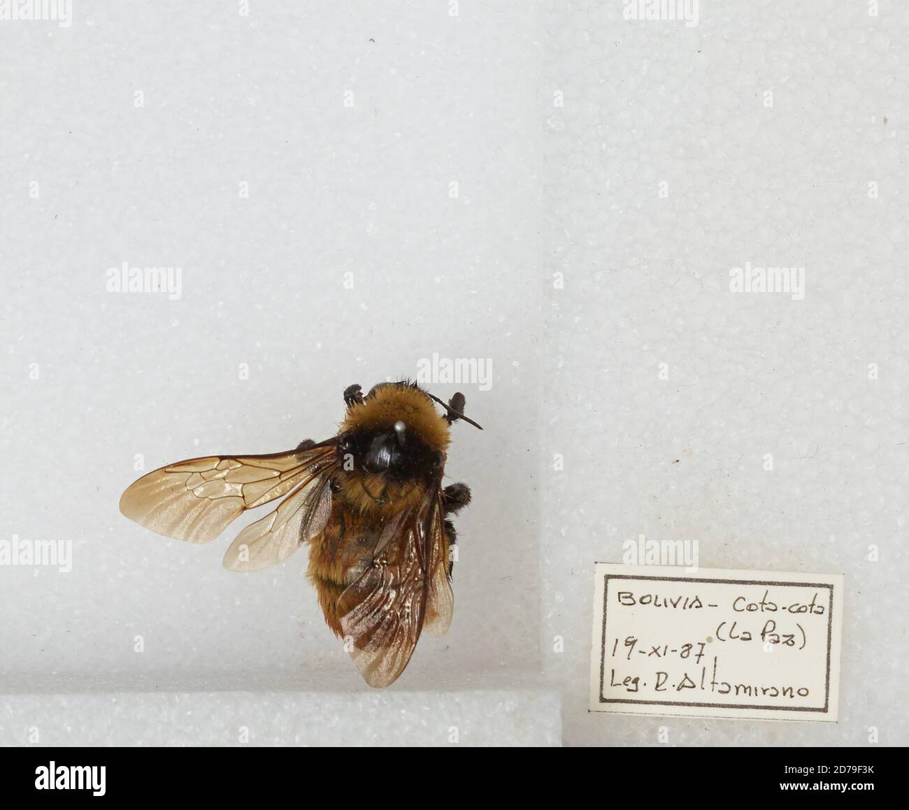 Cota-Cota, La Paz, Bolivia, Bombus sp., Animalia, Arthropoda, Insecta ...