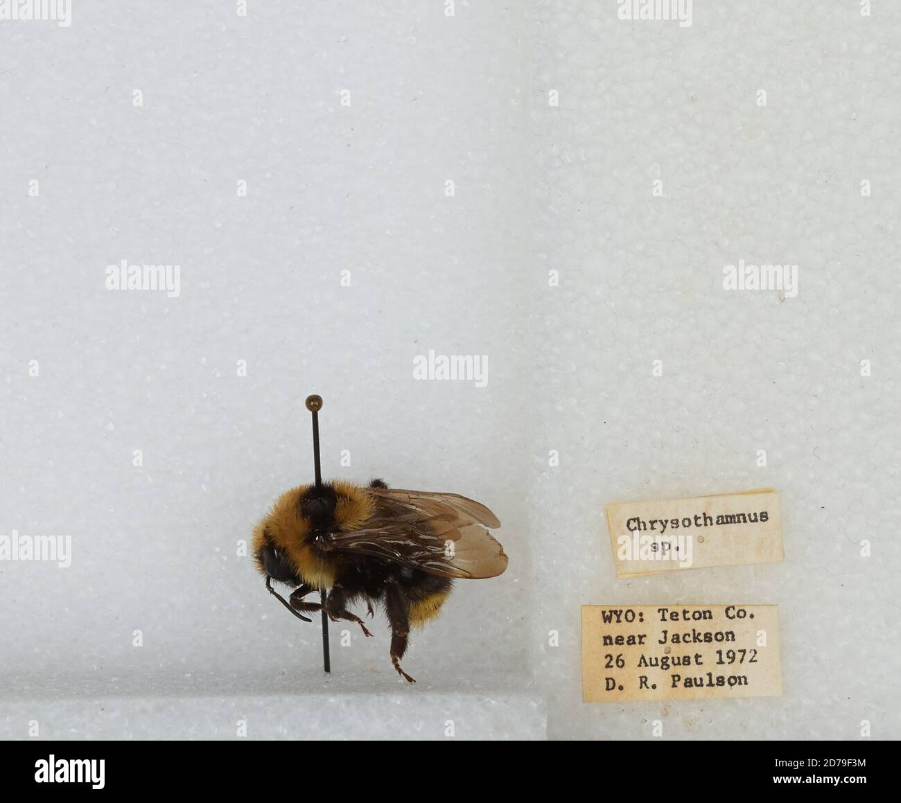 near Jackson, Teton, Wyoming, United States, Bombus sp., Animalia ...