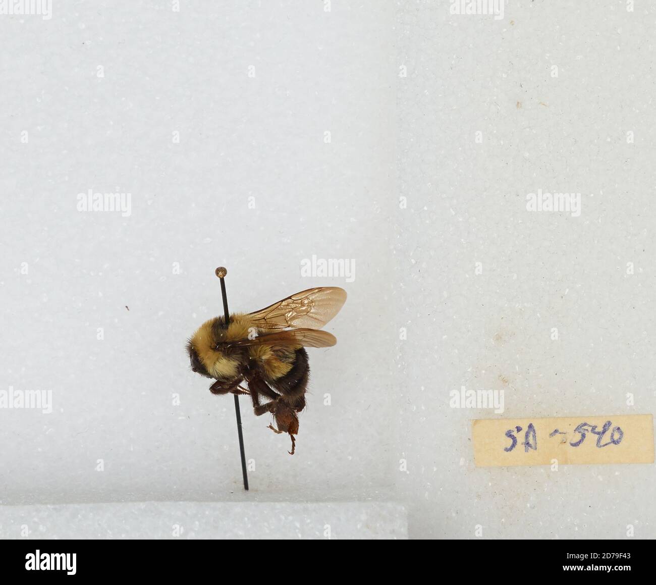 Bombus sp., Animalia, Arthropoda, Insecta, Hymenoptera, Apidae, Apinae ...